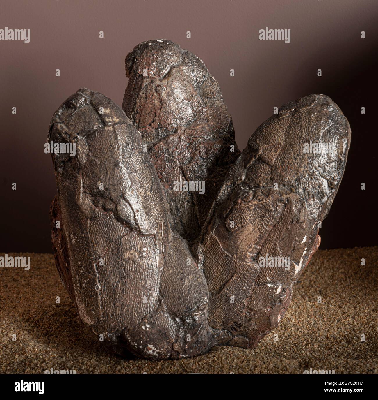 Rinchenia oviraptorid dinosaur egg fossils. Oviraptorids are is a group ...