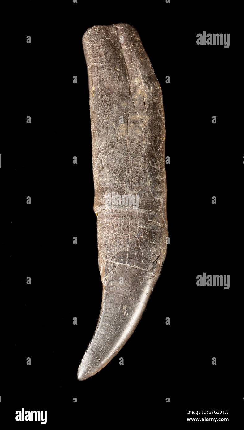 Tyrannosaurus rex teeth tooth fossil. Tyrannosaurus rex (T. rex) was a ...