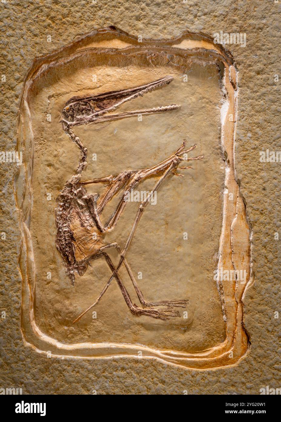 Pterodactylus pterosaurs dinosaur fossil. Pterodactylus is an extinct genus of flying reptile ...