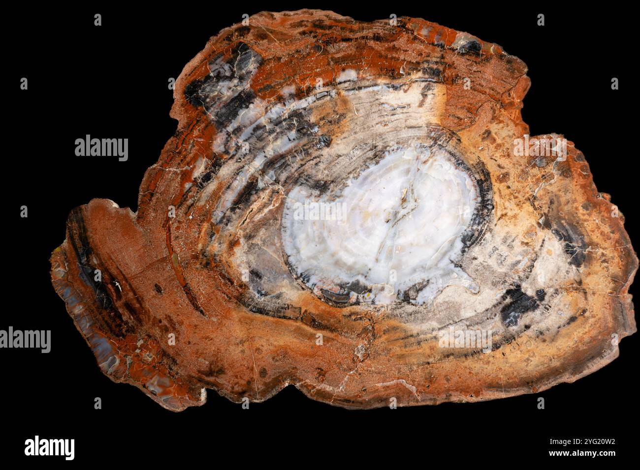 Araucarioxylon arizonicum etrified trunk section. This is an extinct ...