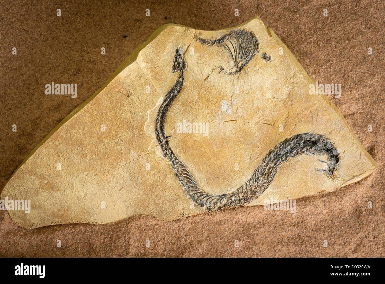 Eupodophis sp. snake fossil. This is an extinct genus of snake from the ...