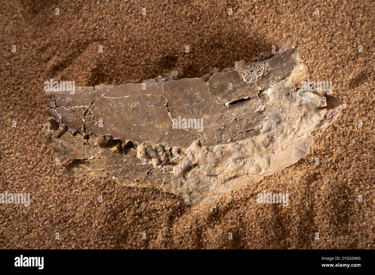 Hadrosauroid dinosaur Probactrosaurus sp. jaw fossil. It lived in China ...