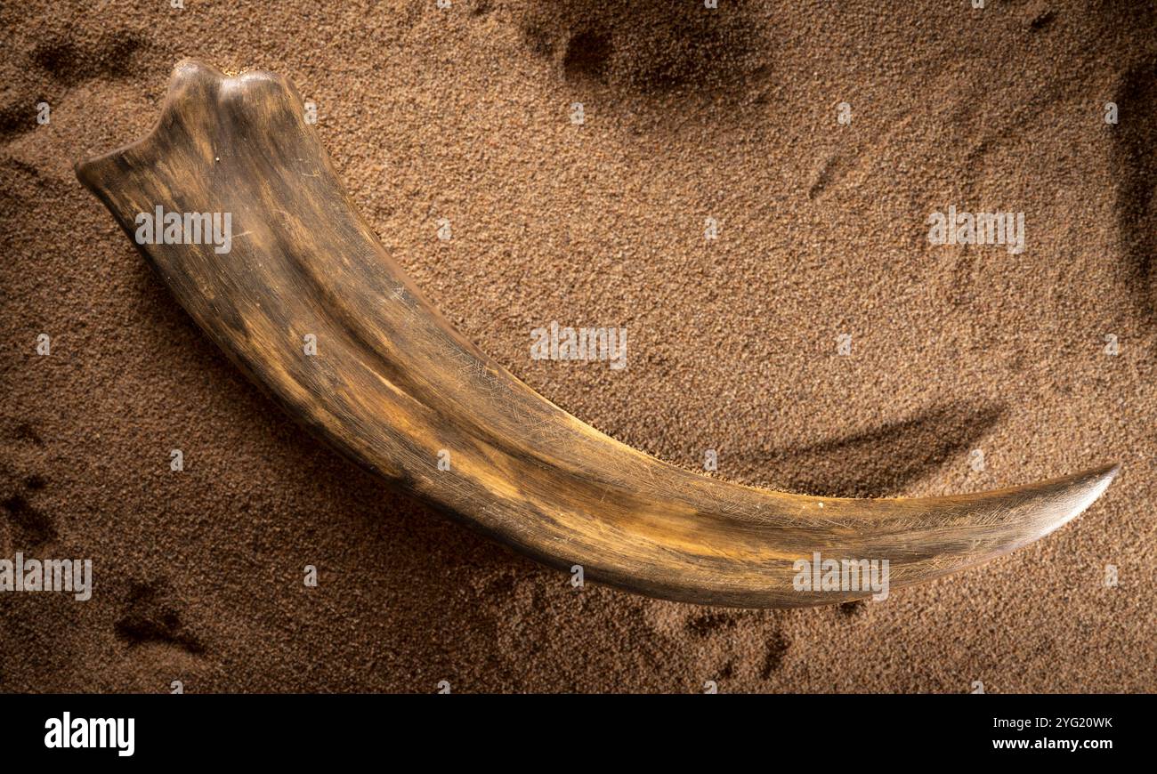 Therizinosaurus cheloniformis dinosaur claw fossil. Therizinosaurus is ...