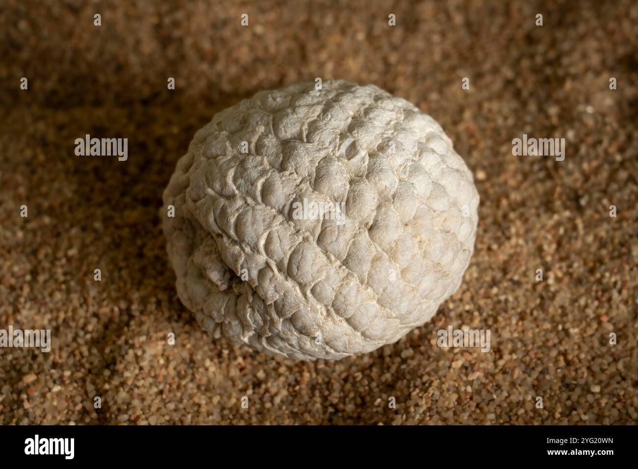 Araucaria mirabilis tree cone fossil. This is an extinct species of ...