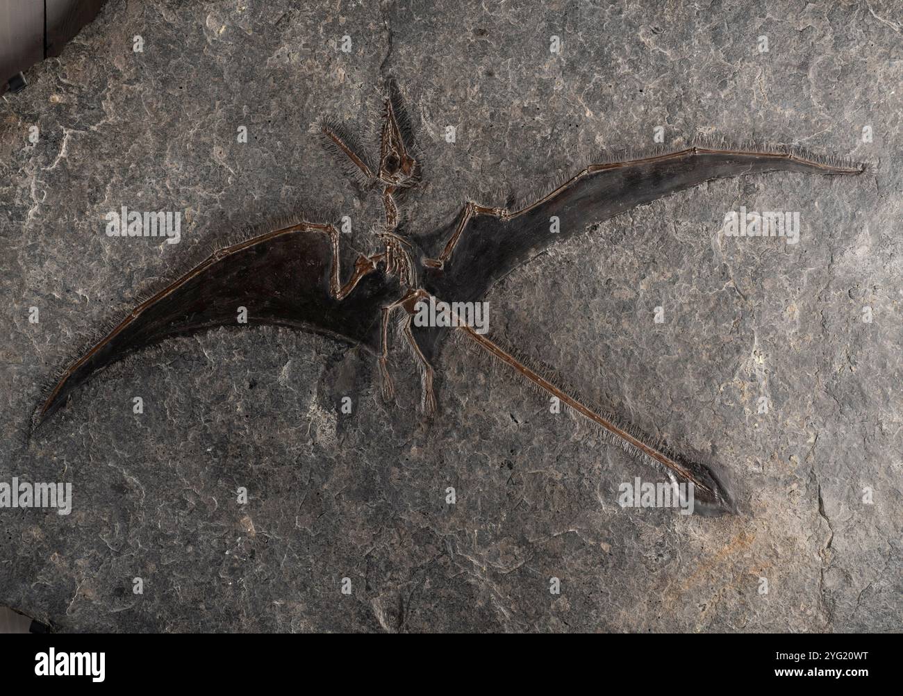 Campylognathoides liasicus pterosaur dinosaur fossil. Campylognathoides ...
