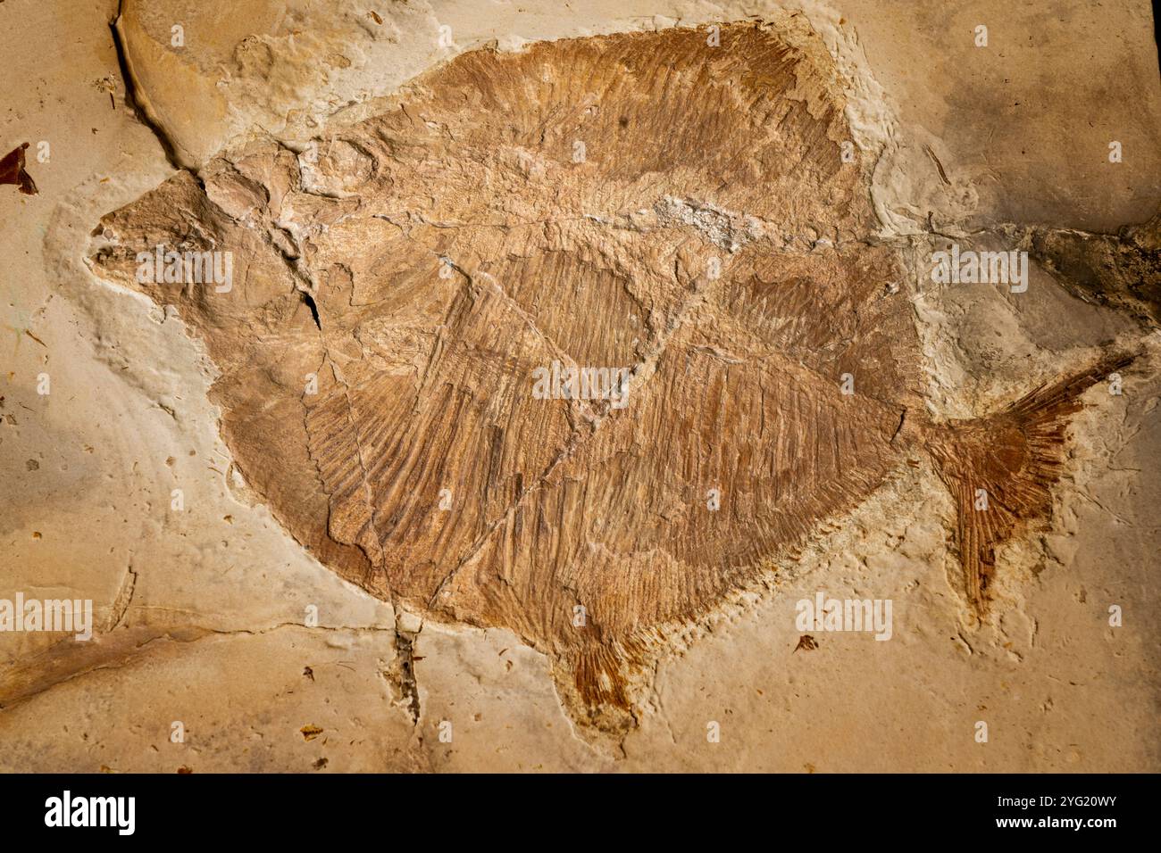 Ray-finned fish fossil of the class Actinopterygii, also known as an ...