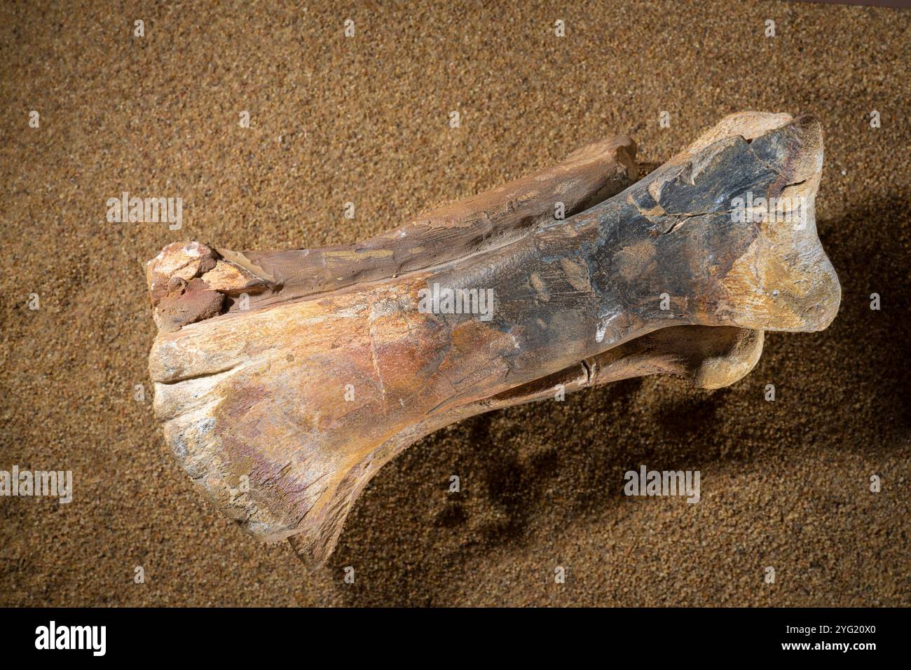 Dinosaur leg bone fossil. Found in Alberta, Canada Stock Photo - Alamy