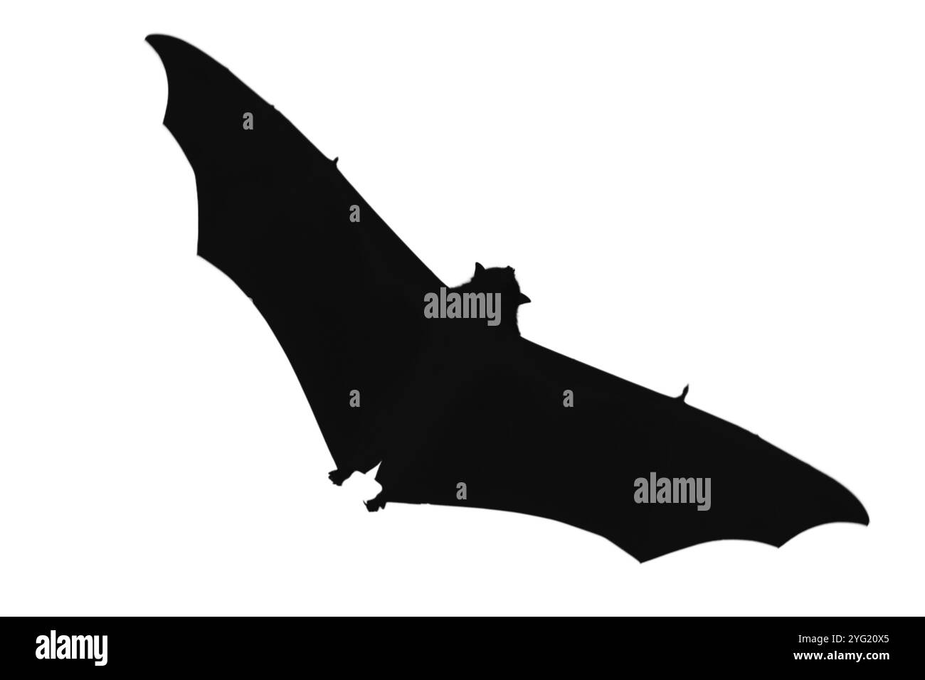 Black silhouettes of bats set on white background Stock Photo - Alamy