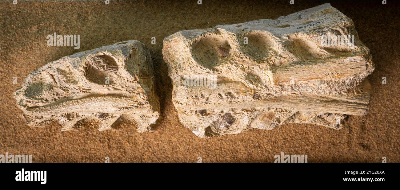 Pliosaurus marine reptile fossil. At around 8 metres long and weighing ...