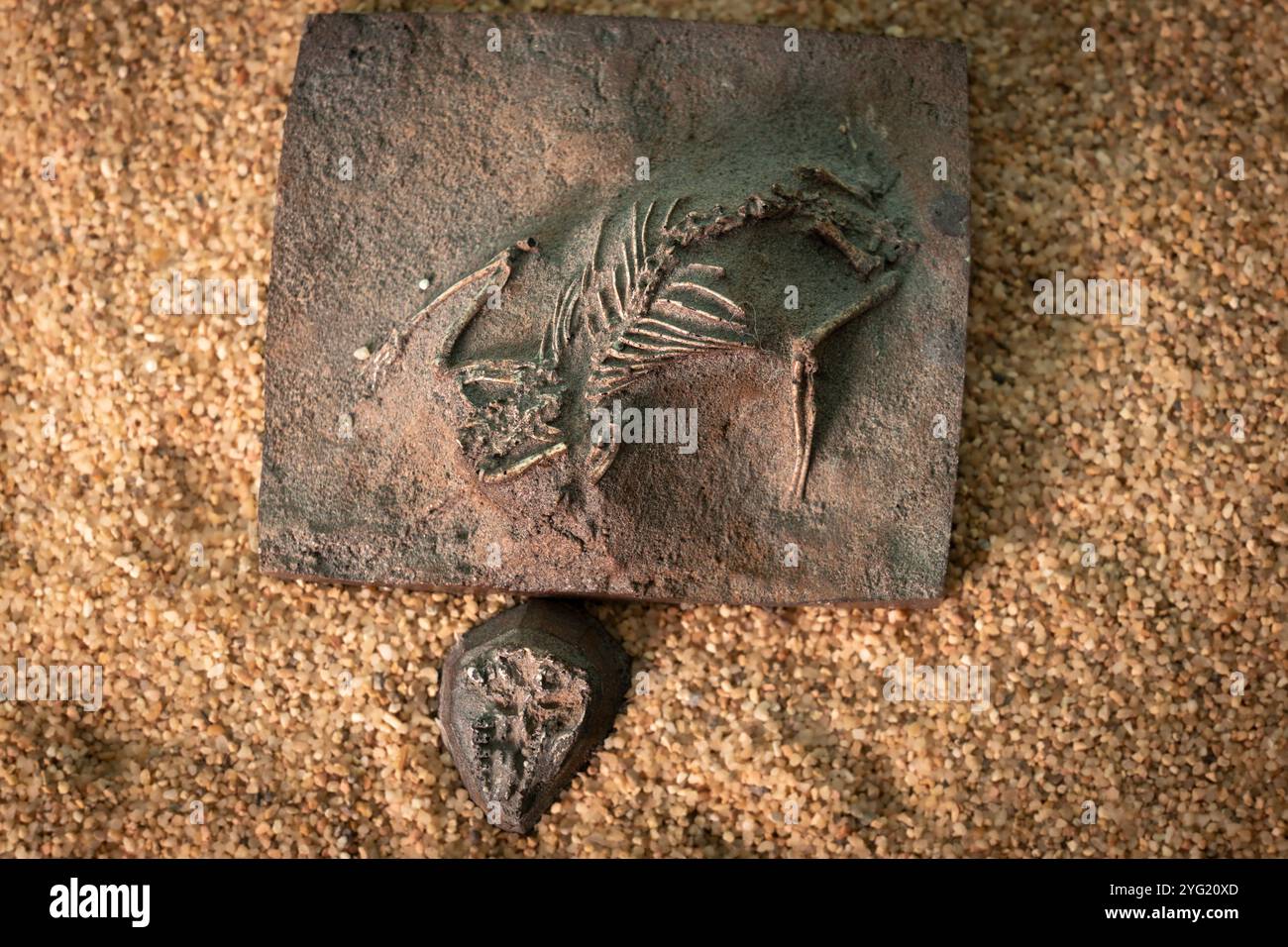 Prehistoric mammal Asiatherium sp. fossil. Asiatherium was roughly the ...