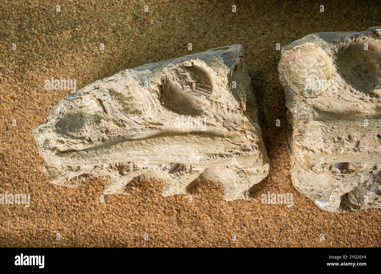 Pliosaurus marine reptile fossil. At around 8 metres long and weighing ...