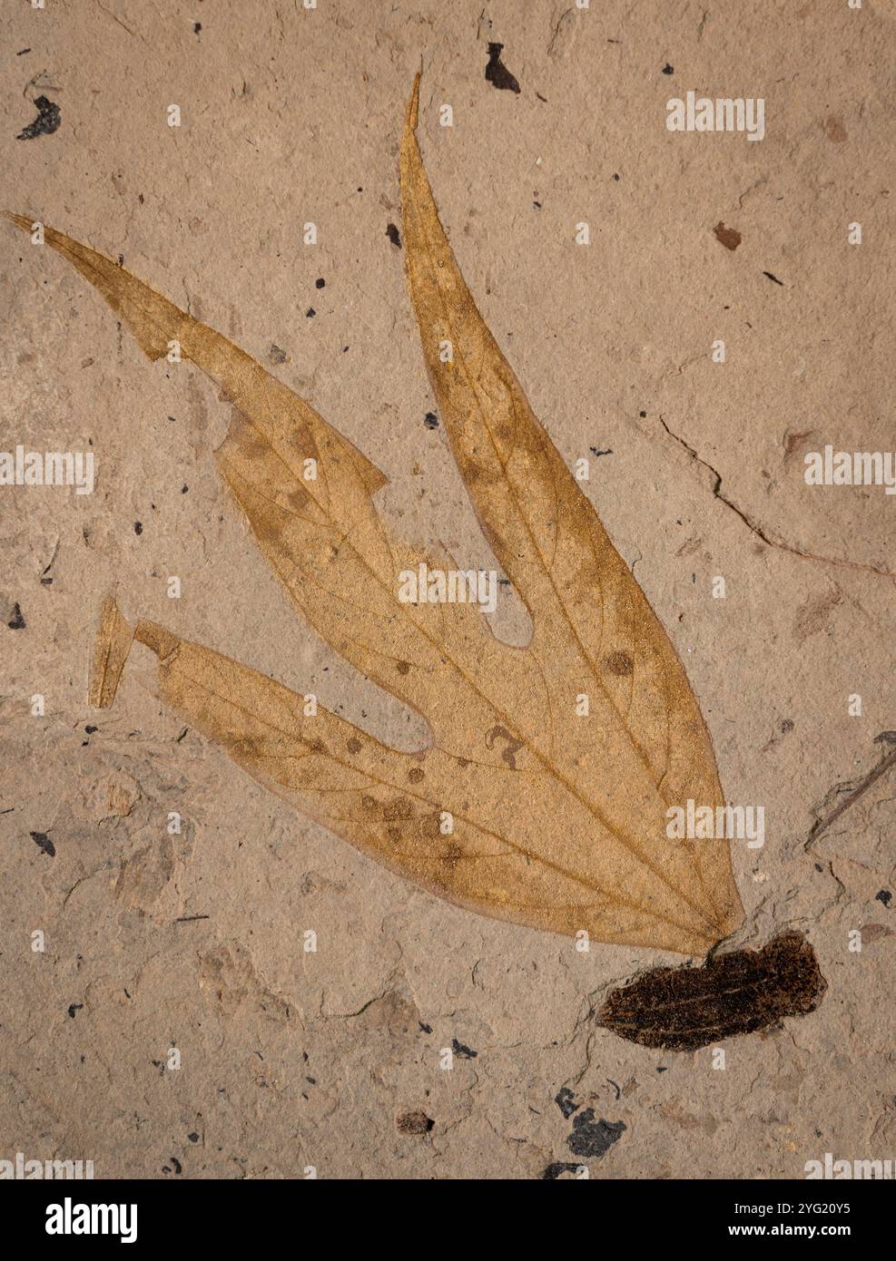 Laurel leaf fossil. This fossil dates back to the Paleocene period, 57 ...