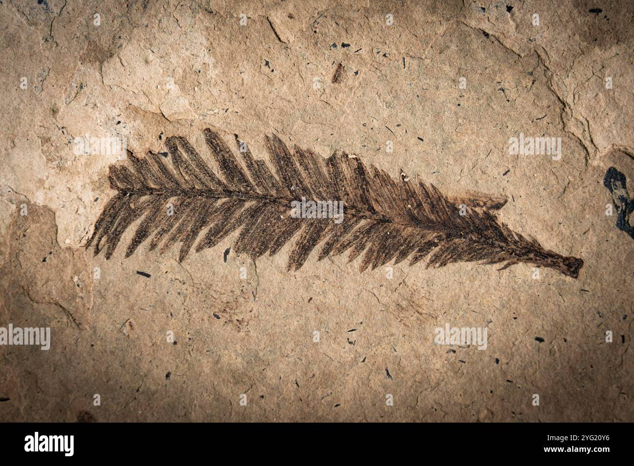 Cypress fossil. This fossil dates back to the Paleocene period, 57 ...