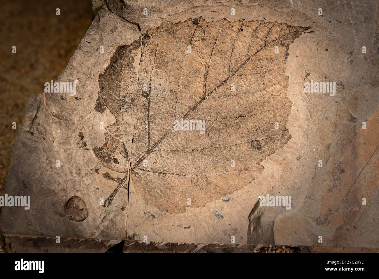 Hazel (Corylus sp.) leaf fossil. This fossil dates back to the ...