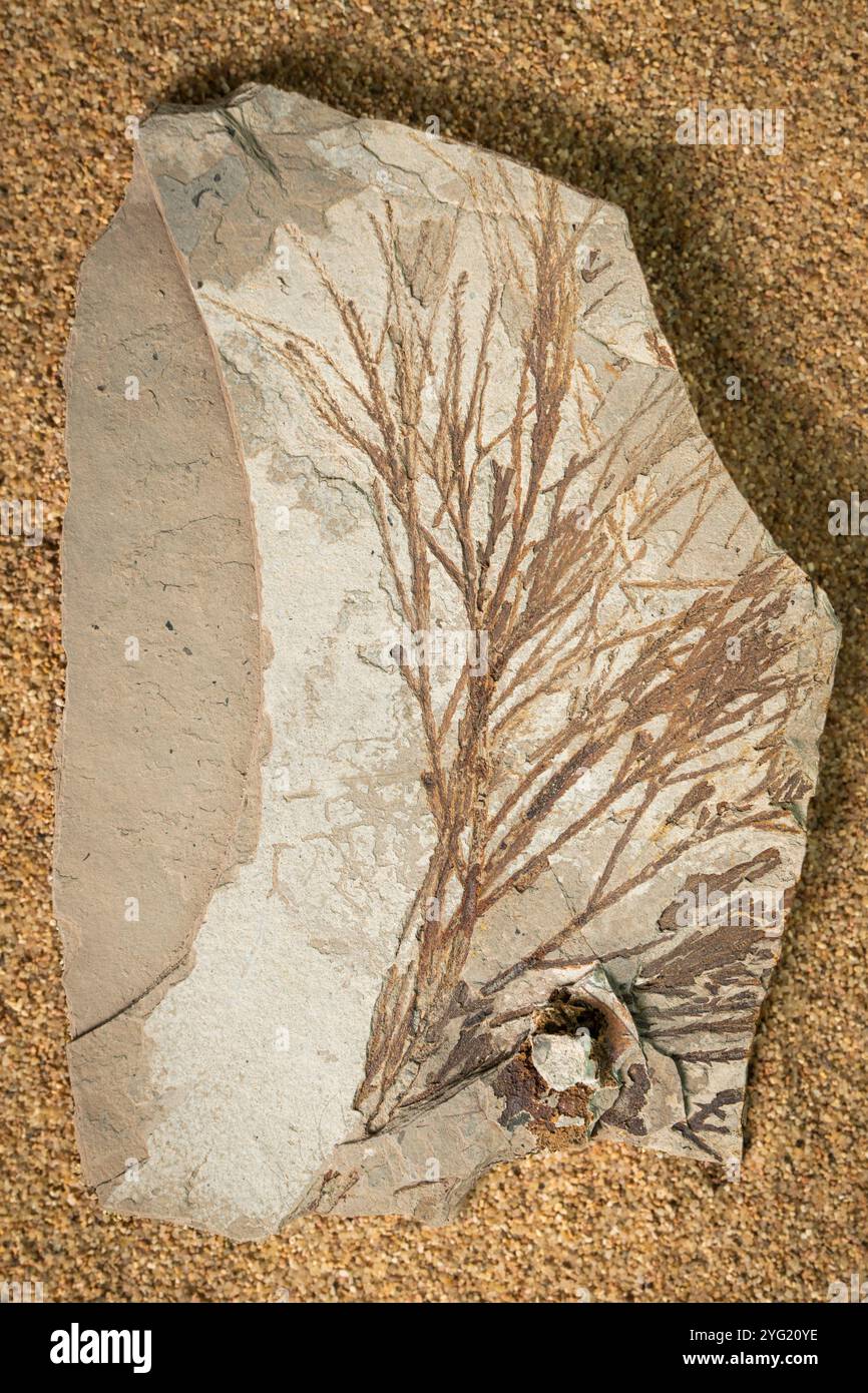 Conifer (Glyptostrobus sp.) fossil. This fossil dates back to the ...