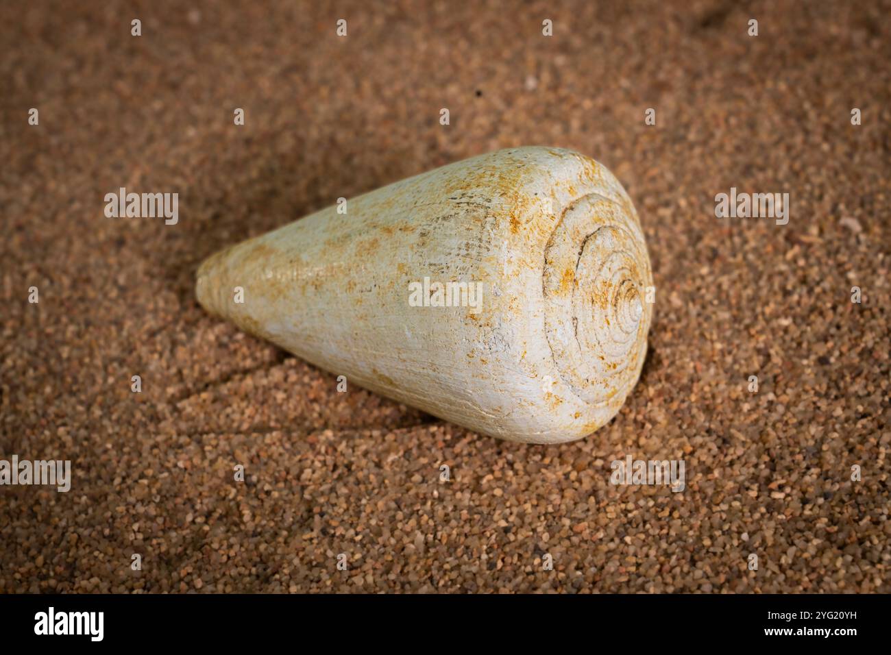 Marine snail (Conus sp.) shell fossil. The oldest known fossil of Conus ...