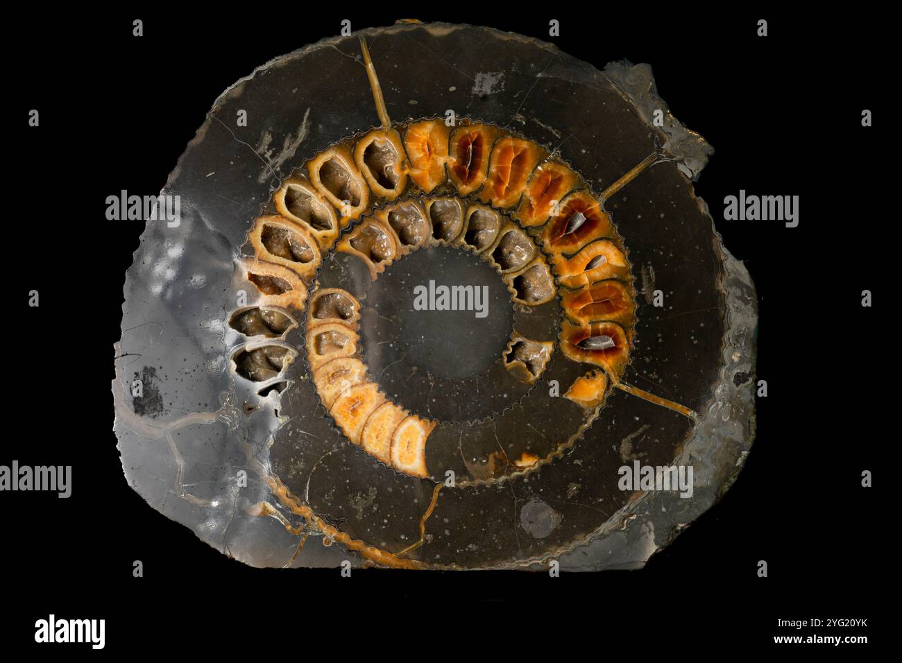 Extinct ammonite mollusc Speetoniceras sp. fossil. Ammonites were ...