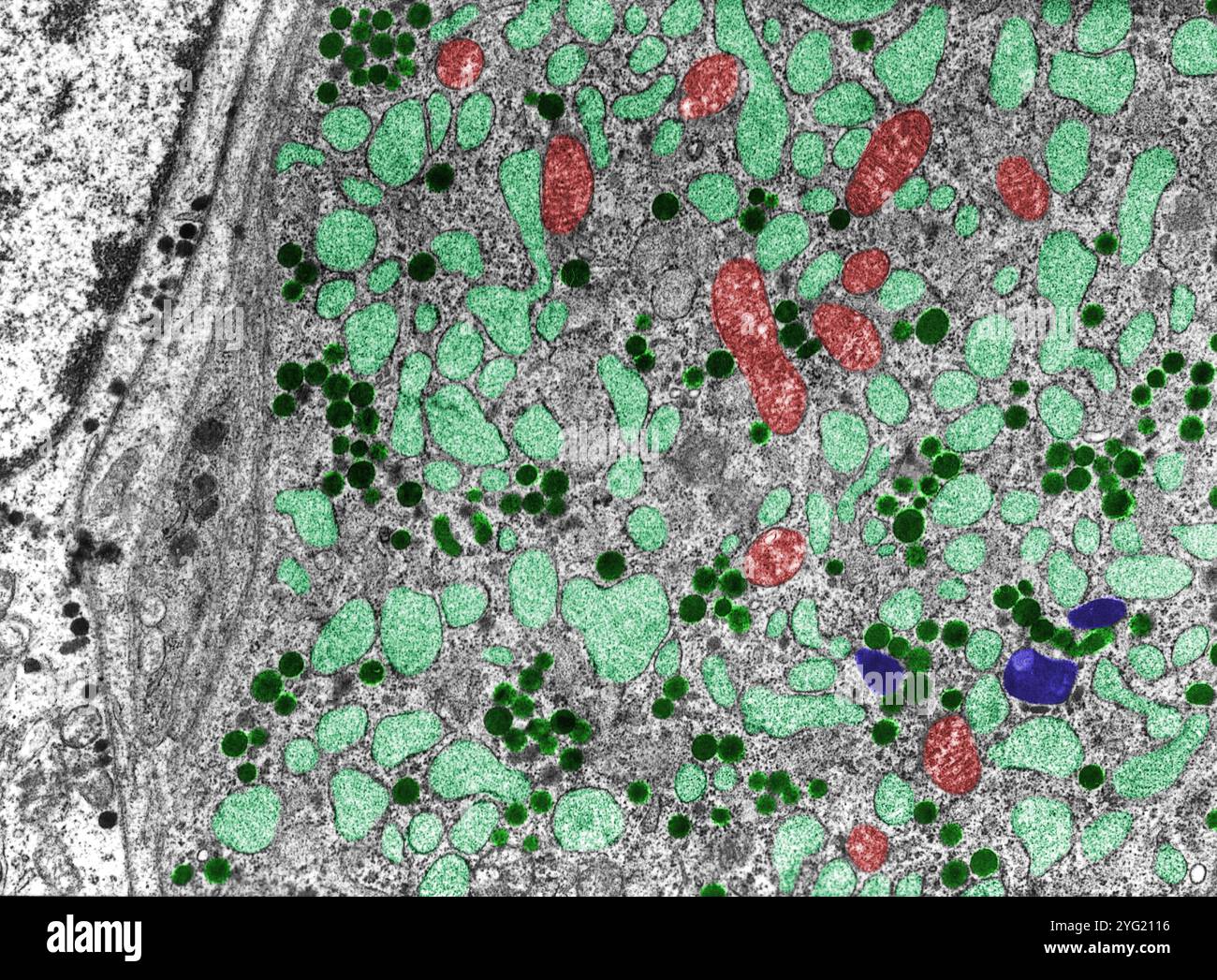Coloured transmission electron micrograph (TEM) of a gonadotropic cell of a castrated animal ...