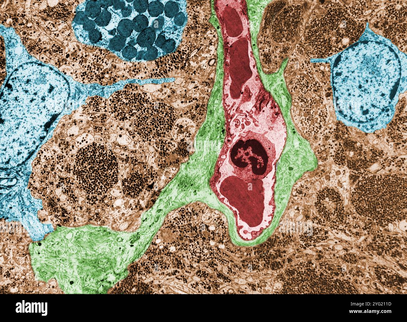 Coloured transmission electron micrograph (TEM) of the posterior ...