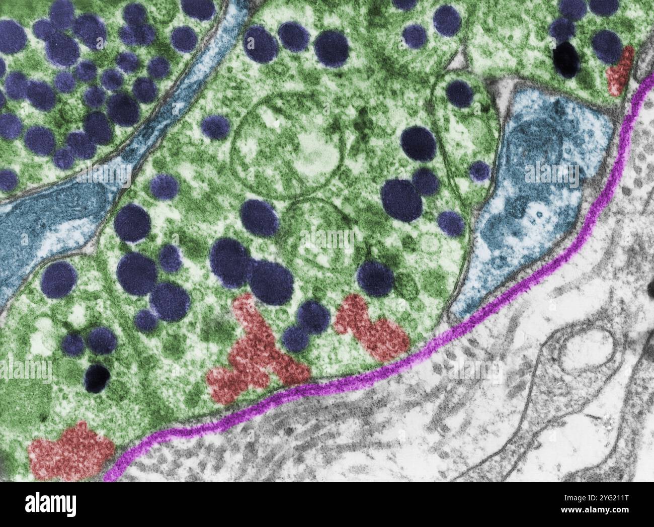 Coloured transmission electron micrograph (TEM) showing terminal axons ...