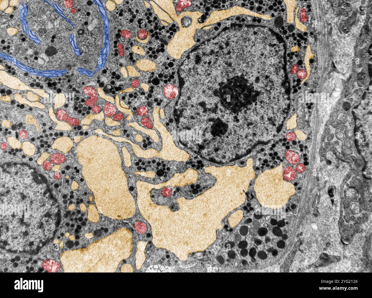 Coloured transmission electron micrograph (TEM) of a secretory cell ...