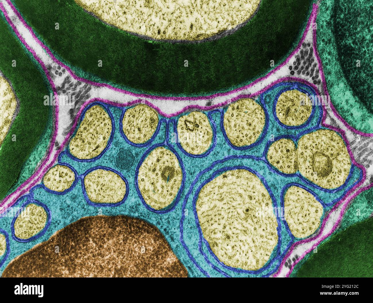 Coloured transmission electron micrograph (TEM) showing an unmyelinated nerve fibre. Schwann ...