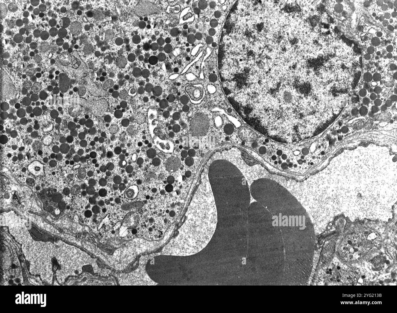 Transmission electron micrograph (TEM) of the anterior pituitary ...