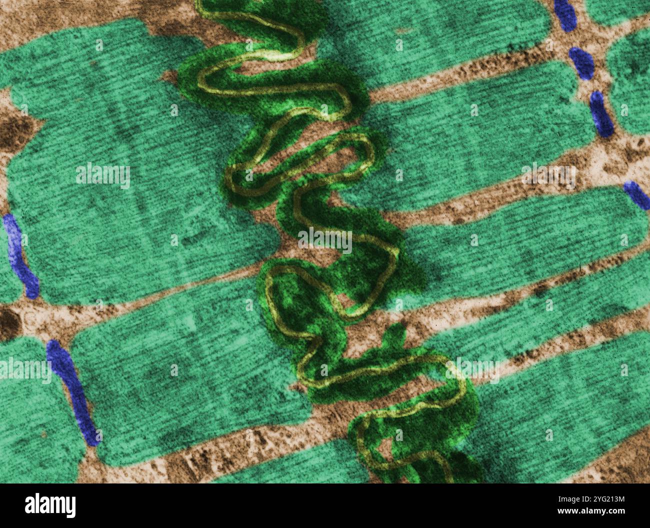 Coloured transmission electron micrograph (TEM) showing two heart muscle cells joined by an ...