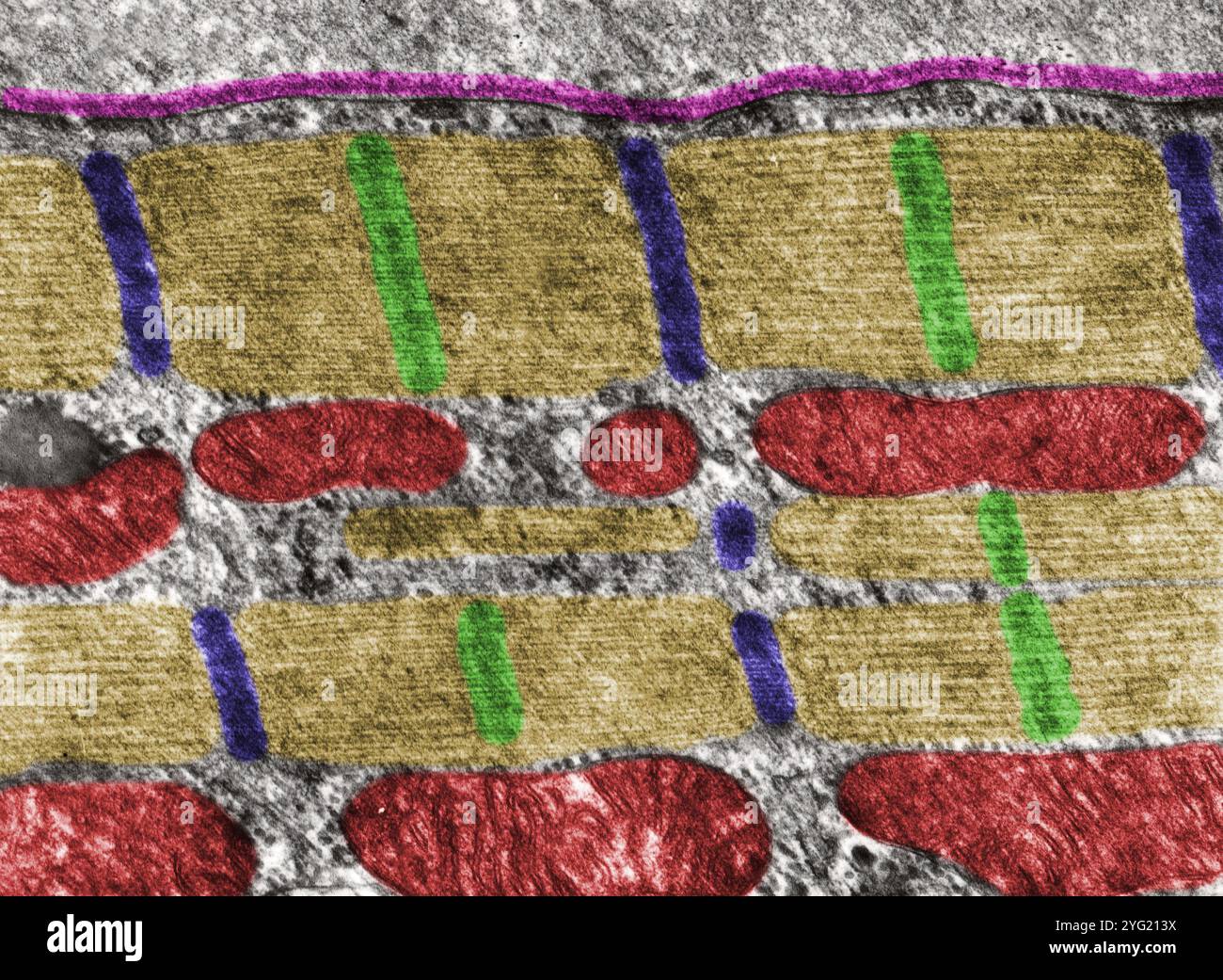 Coloured transmission electron micrograph (TEM) of a heart muscle cell showing myofibrils (light ...