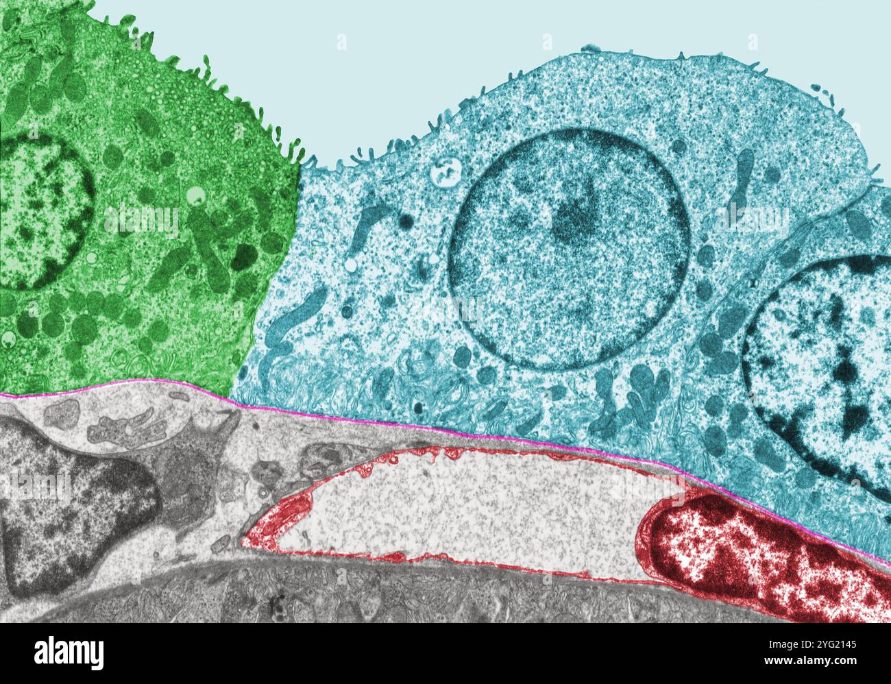 Coloured transmission electron micrograph (TEM) of a kidney collecting ...