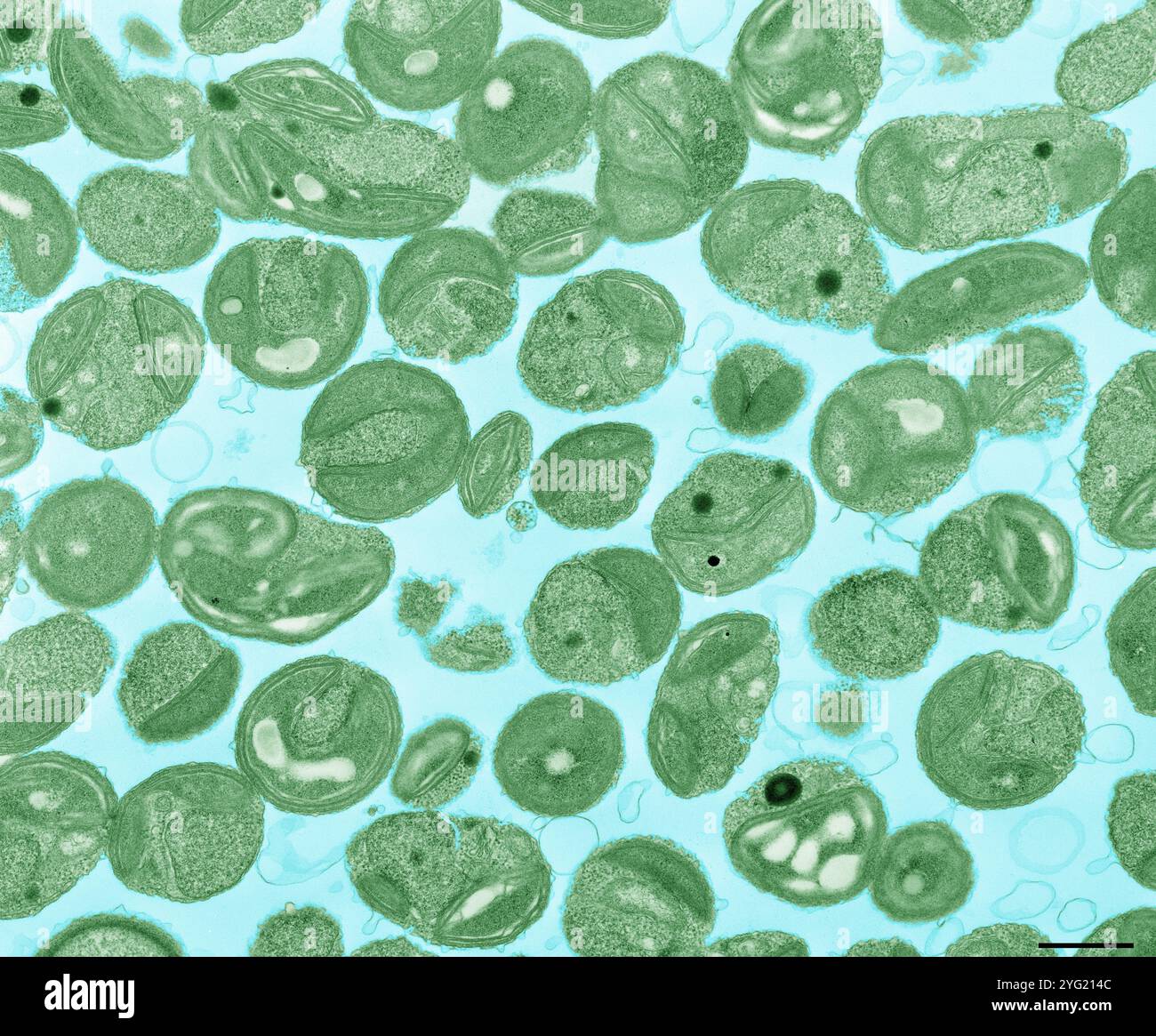 Coloured transmission electron micrograph (TEM) of Ostreococcus sp., a ...