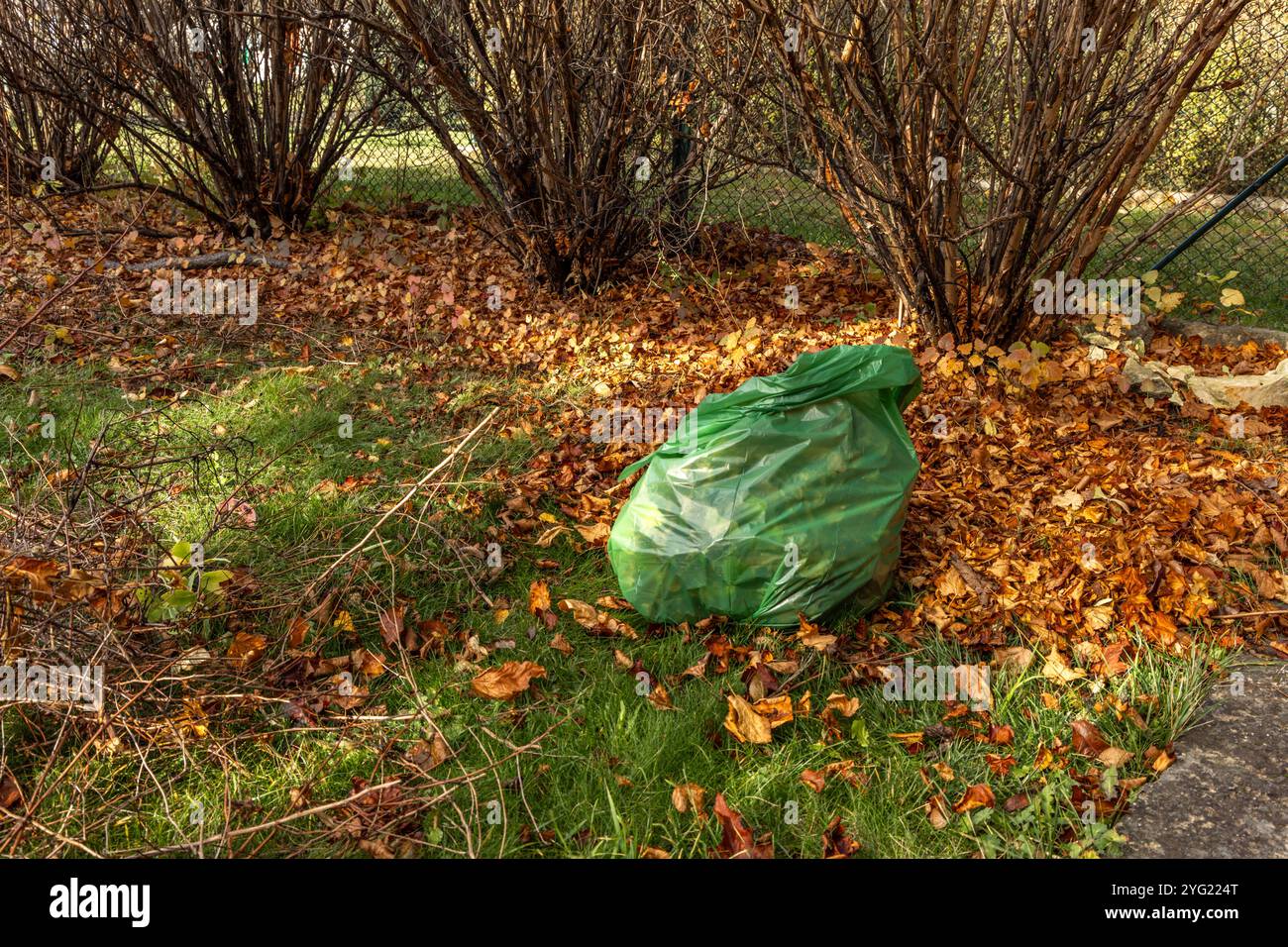 Tidying up the garden for autumn, collecting leaves into a garbage bag ...