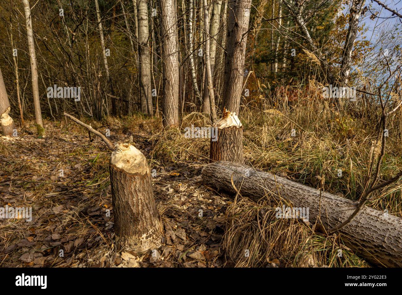 Harmful activity of beavers, cutting down trees, tree branches bitten ...