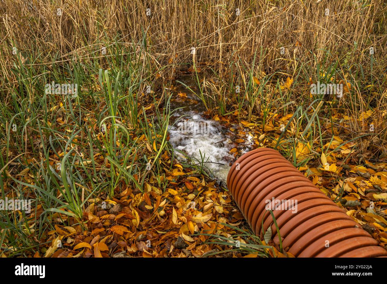 Illegal discharge of sewage, waste and feces into the lake Stock Photo ...