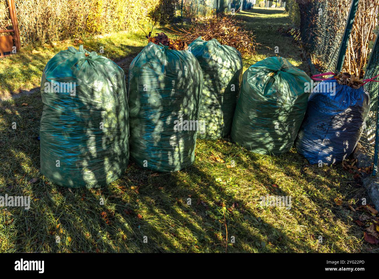 Tidying up the garden for autumn, collecting leaves into a garbage bag ...