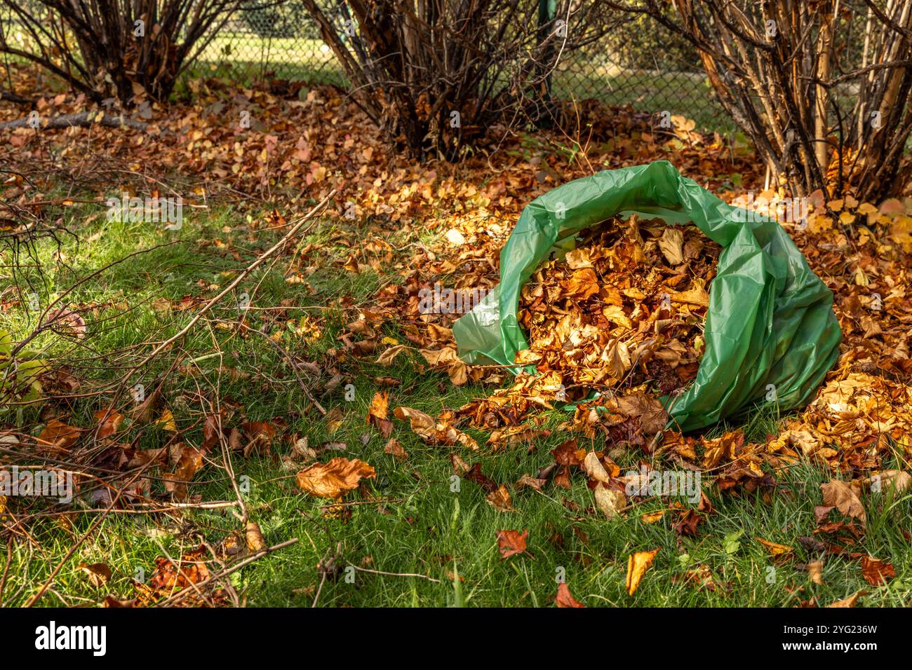 Tidying up the garden for autumn, collecting leaves into a garbage bag ...