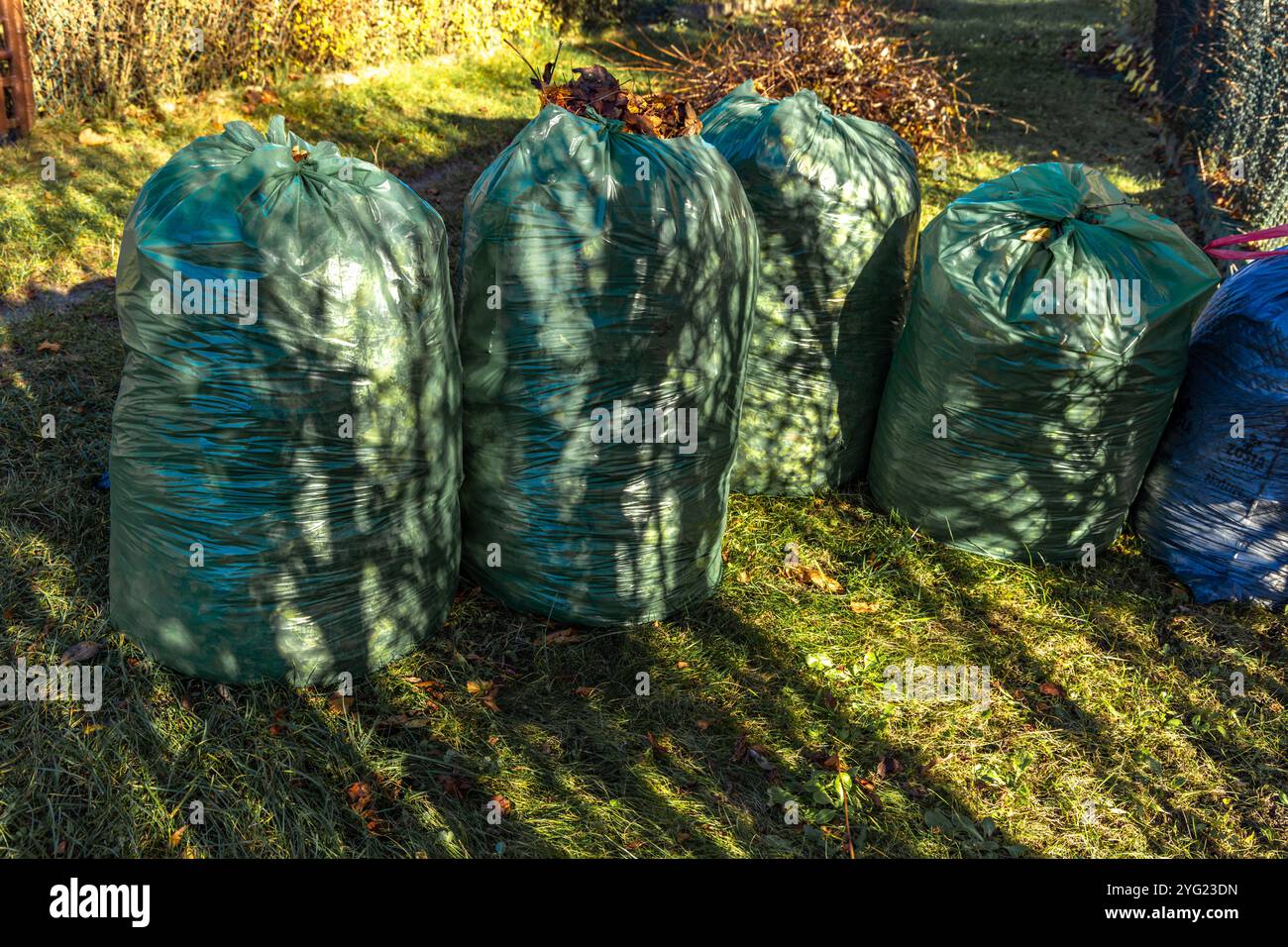 Tidying up the garden for autumn, collecting leaves into a garbage bag ...
