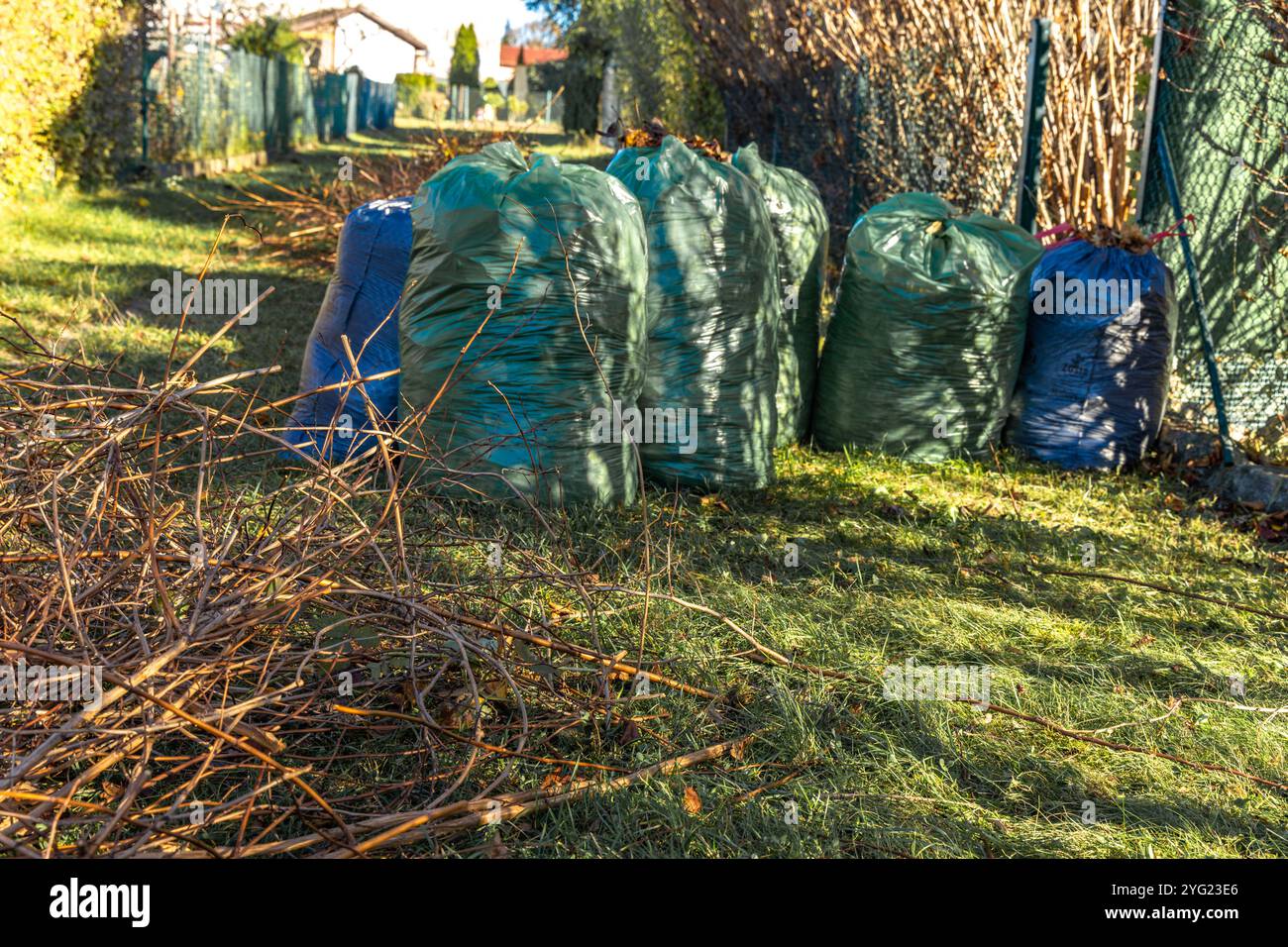 Tidying up the garden for autumn, collecting leaves into a garbage bag ...