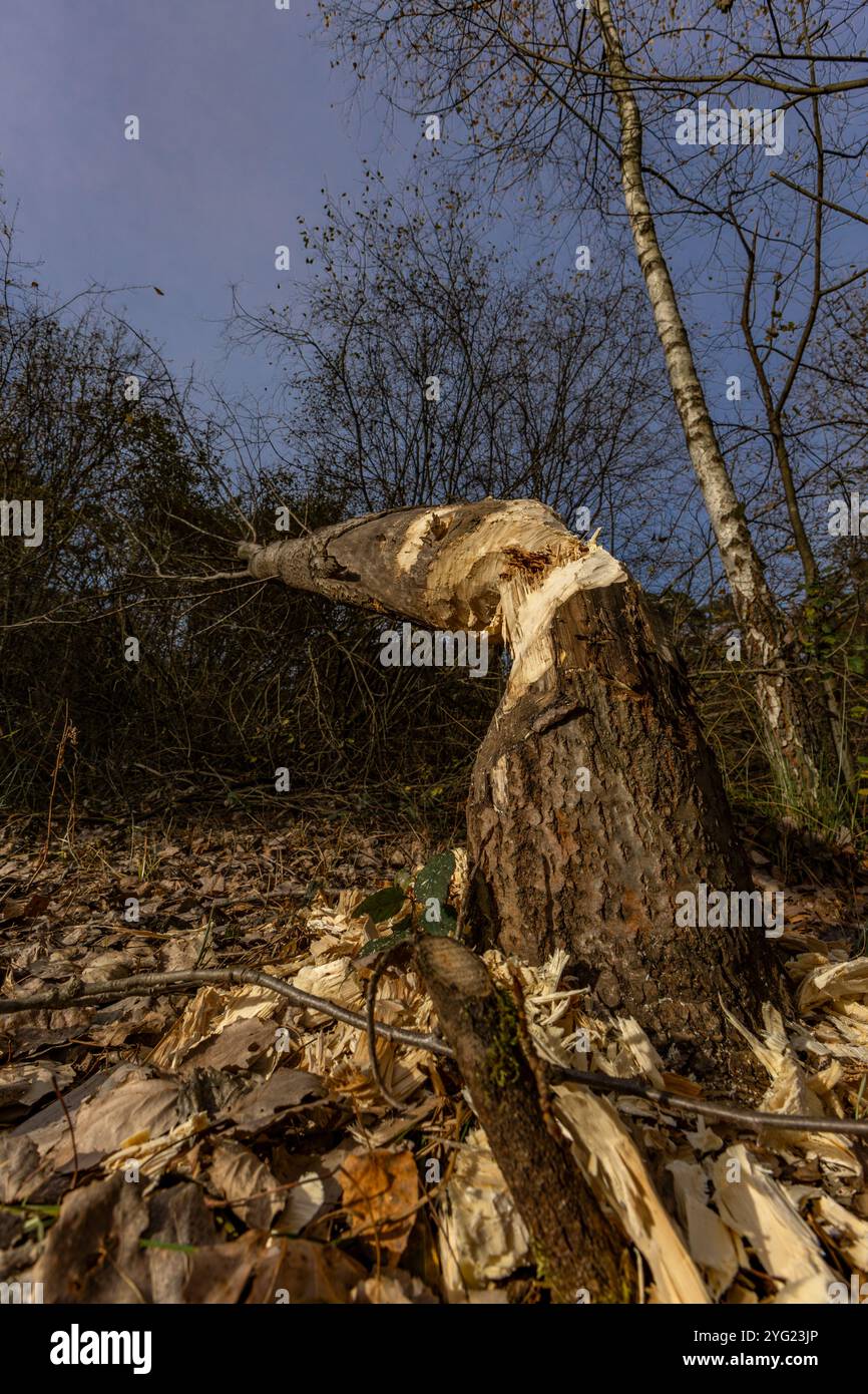 Harmful activity of beavers, cutting down trees, tree branches bitten ...