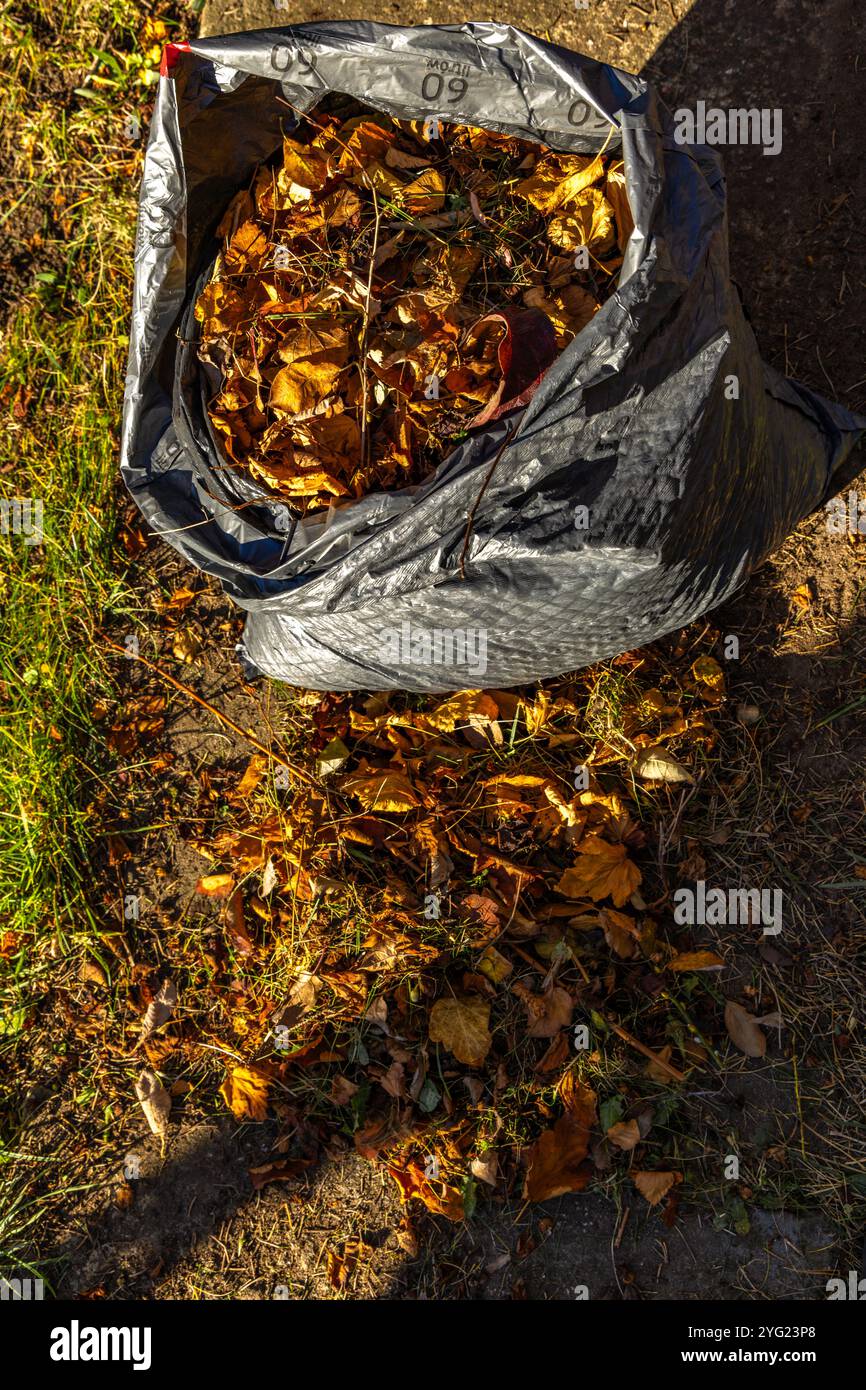Tidying up the garden for autumn, collecting leaves into a garbage bag ...