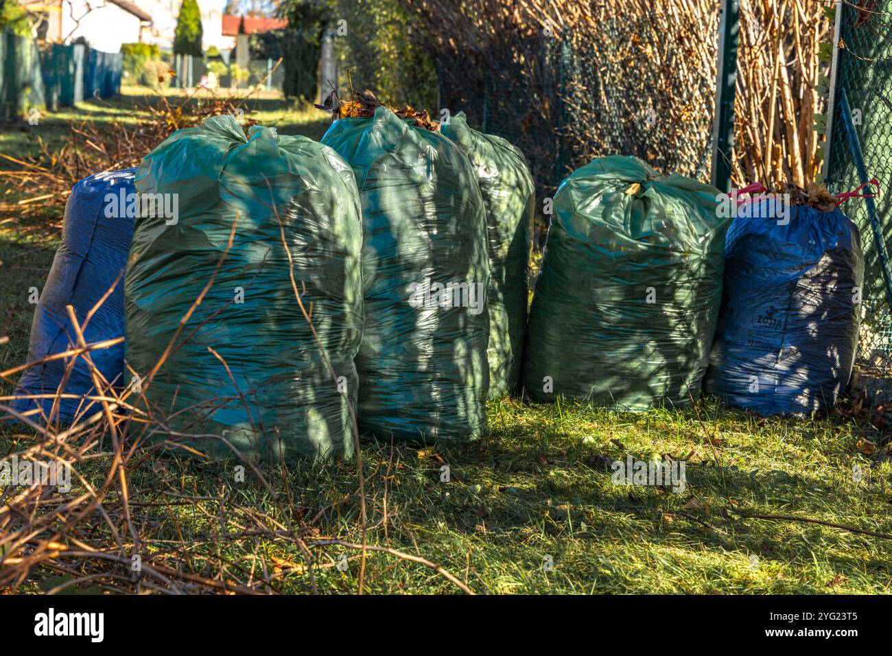 Tidying up the garden for autumn, collecting leaves into a garbage bag ...