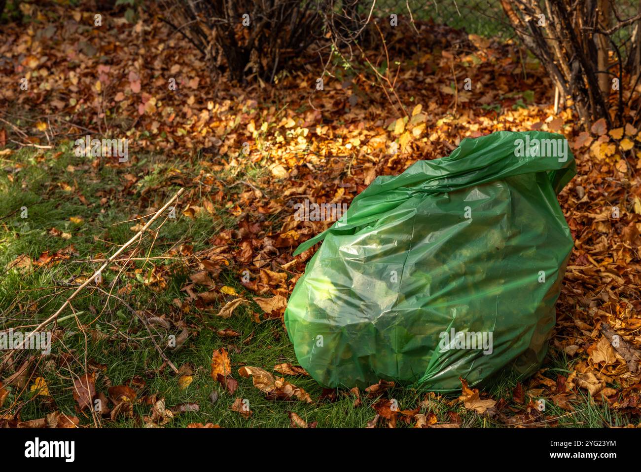 Tidying up the garden for autumn, collecting leaves into a garbage bag ...
