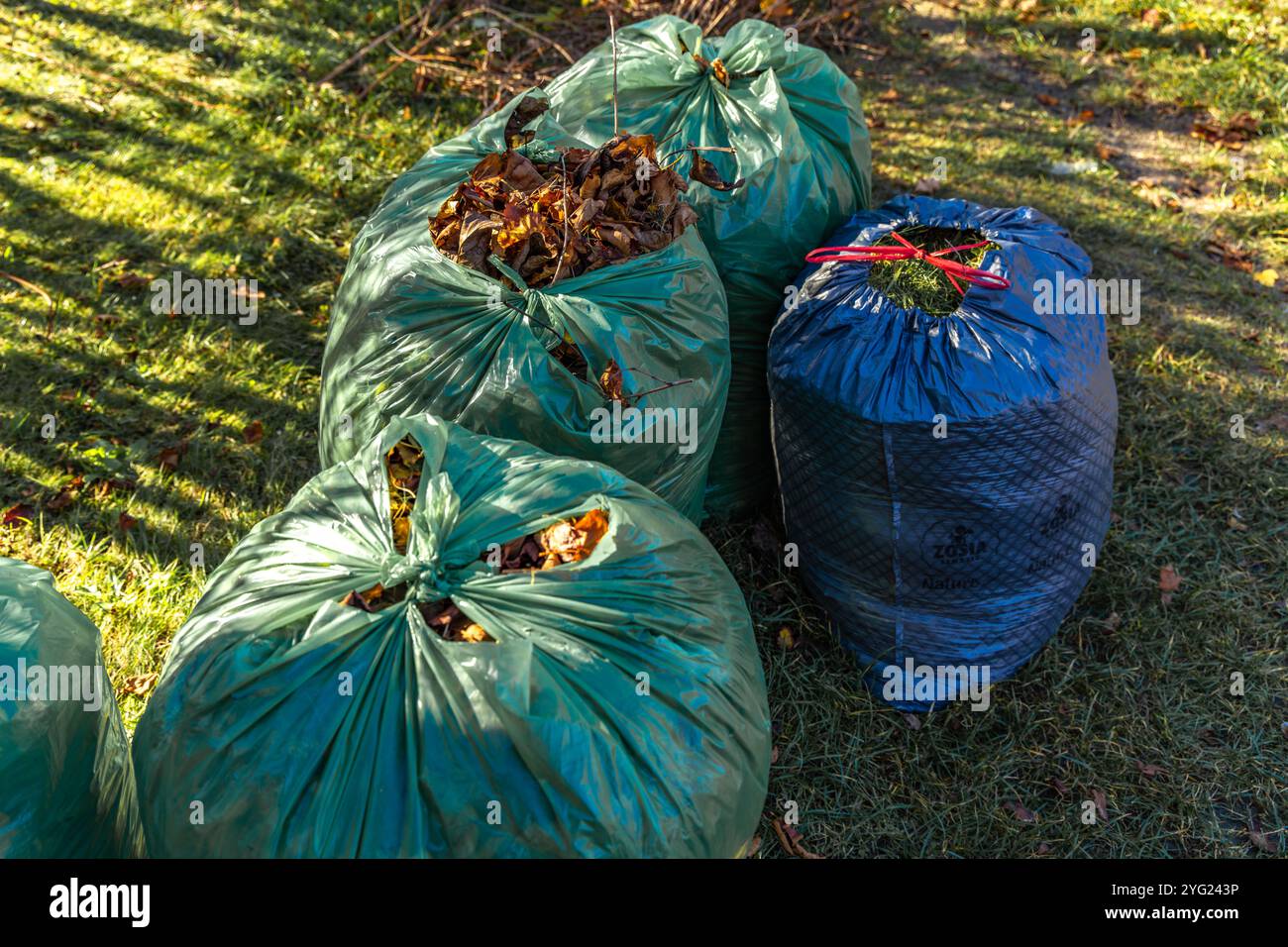 Tidying up the garden for autumn, collecting leaves into a garbage bag ...