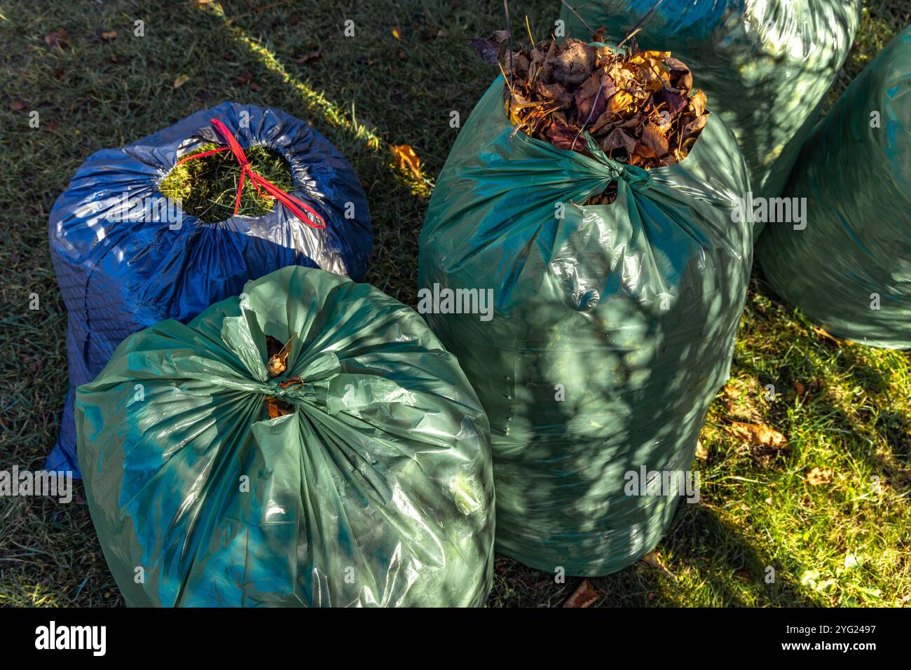 Tidying up the garden for autumn, collecting leaves into a garbage bag ...