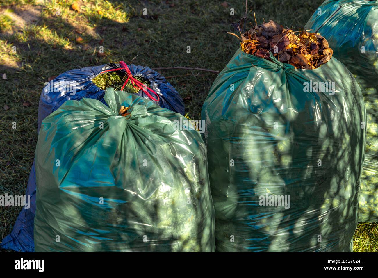 Tidying up the garden for autumn, collecting leaves into a garbage bag ...