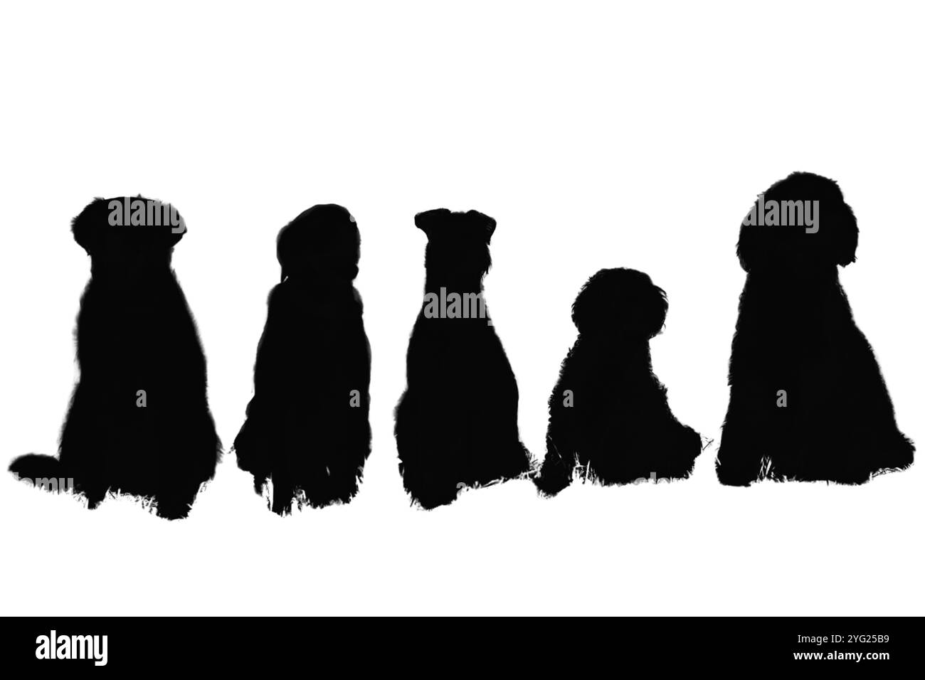 Dog silhouette. Vector silhouette of dog on white background. black dog ...
