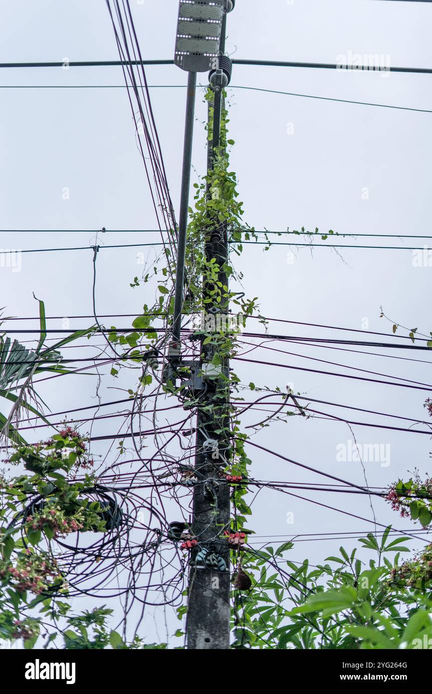 Electricity pylon with power lines in Thailand is overgrown with ...