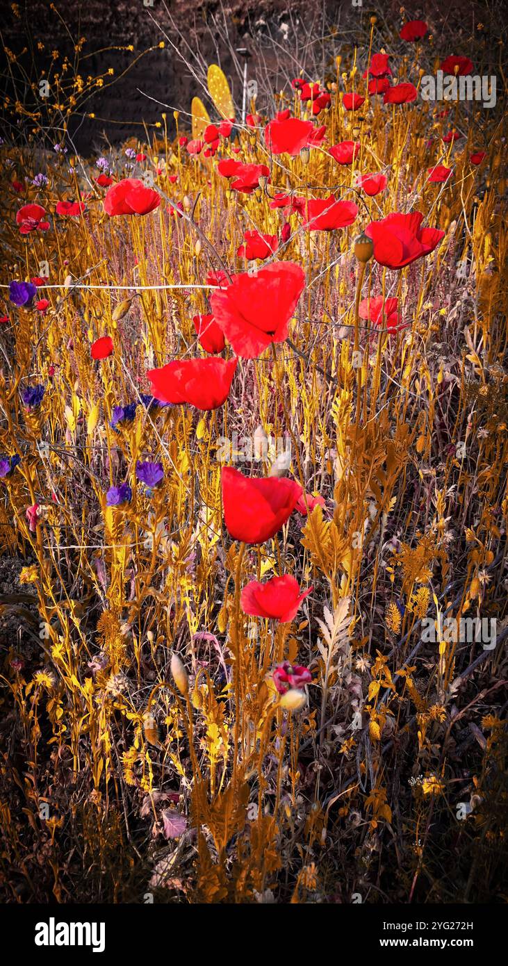 Red poppy field along a rural road in Spain, surrounded by green ...