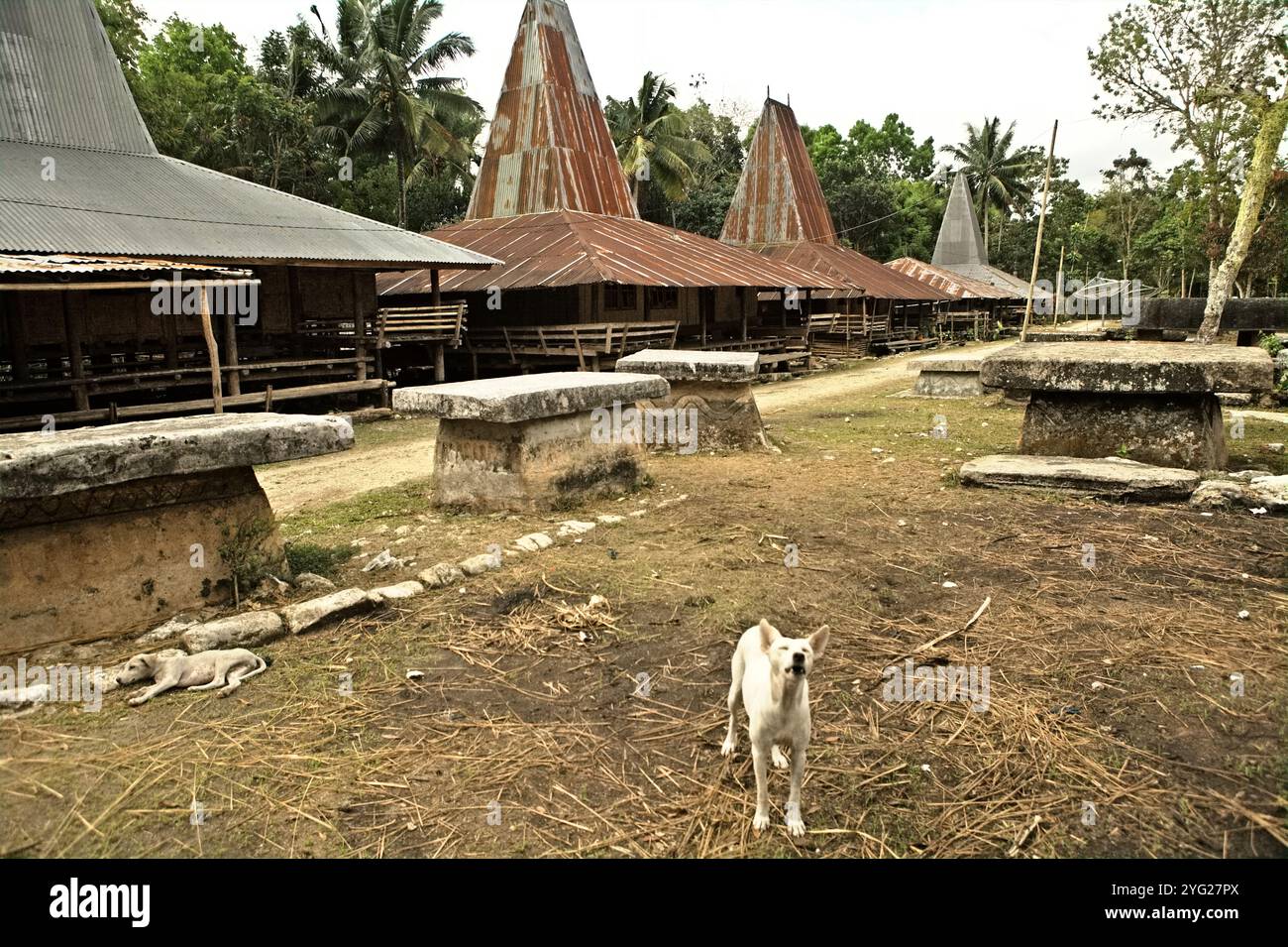 Traditional village of Pasunga in Anakalang, Katikutana, Central Sumba ...