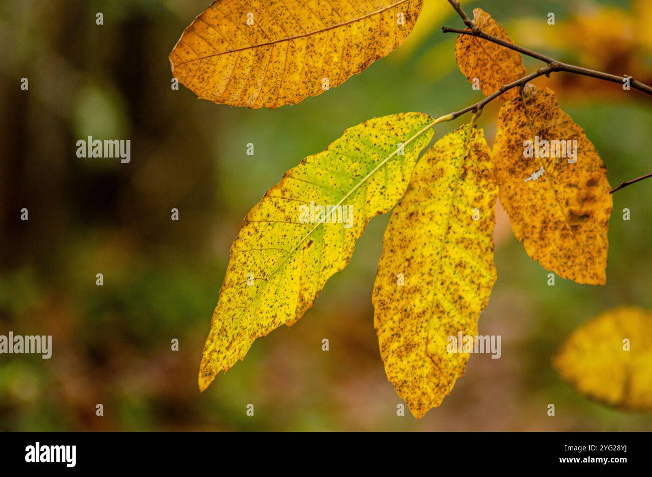 sweet chestnut tree leaves in autumn, seasonal background for fall ...